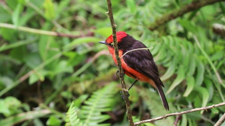 Seis crias de pássaro endêmico em risco de extinção nascem em Galápagos ...