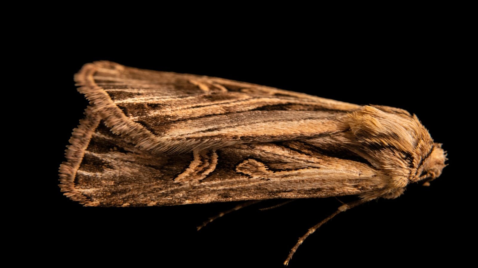 Mais de 130 anos após ser descoberta, esta mariposa foi finalmente ...