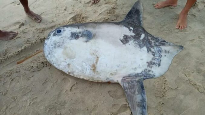 Maior peixe ósseo do mundo é encontrado em Fortaleza – Ambientebrasil ...