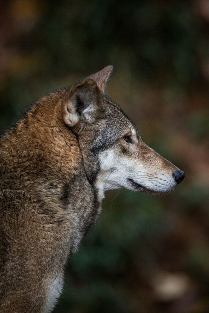 Lobos-vermelhos soltos na natureza dão esperança para espécie em risco ...